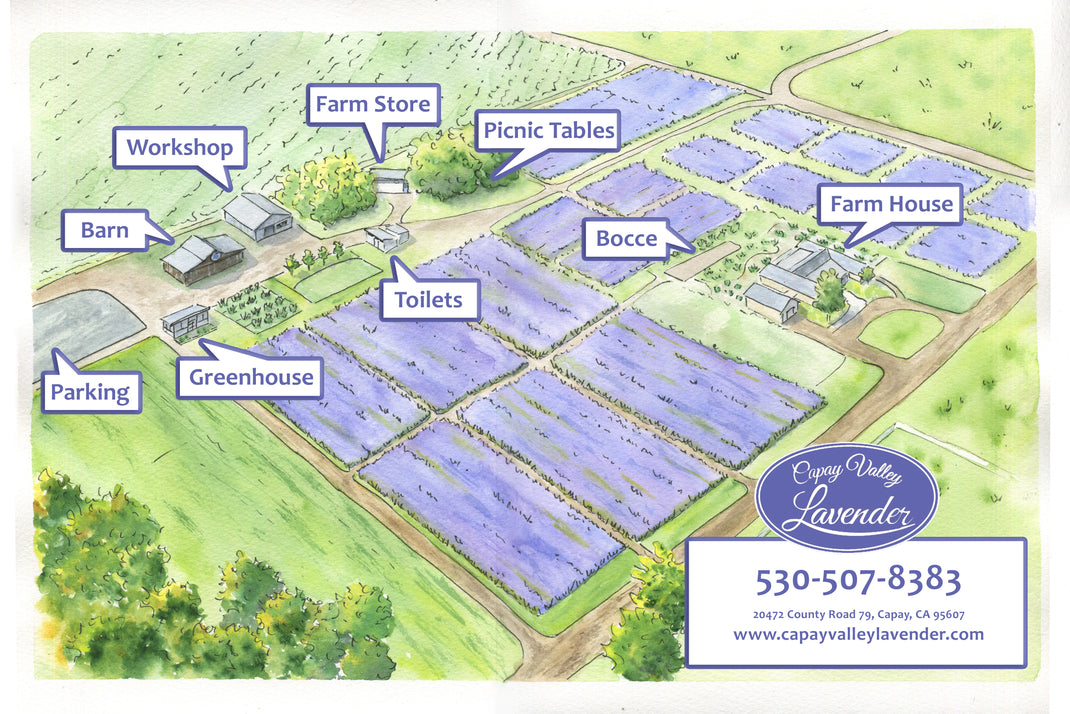 Explore The Farm – Capay Valley Lavender