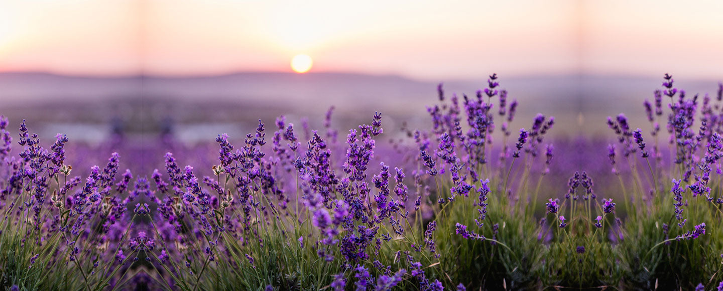 lavender farm – Capay Valley Lavender